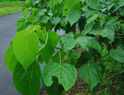 Trewia polycarpa Benth. – Mystique Hills